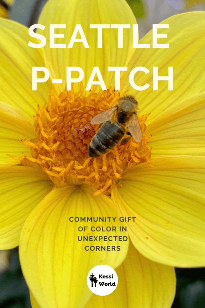 Seattle P-Patch photos - community gift of color In unexpected corners ...