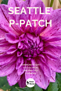 Seattle P-Patch photos - community gift of color In unexpected corners ...