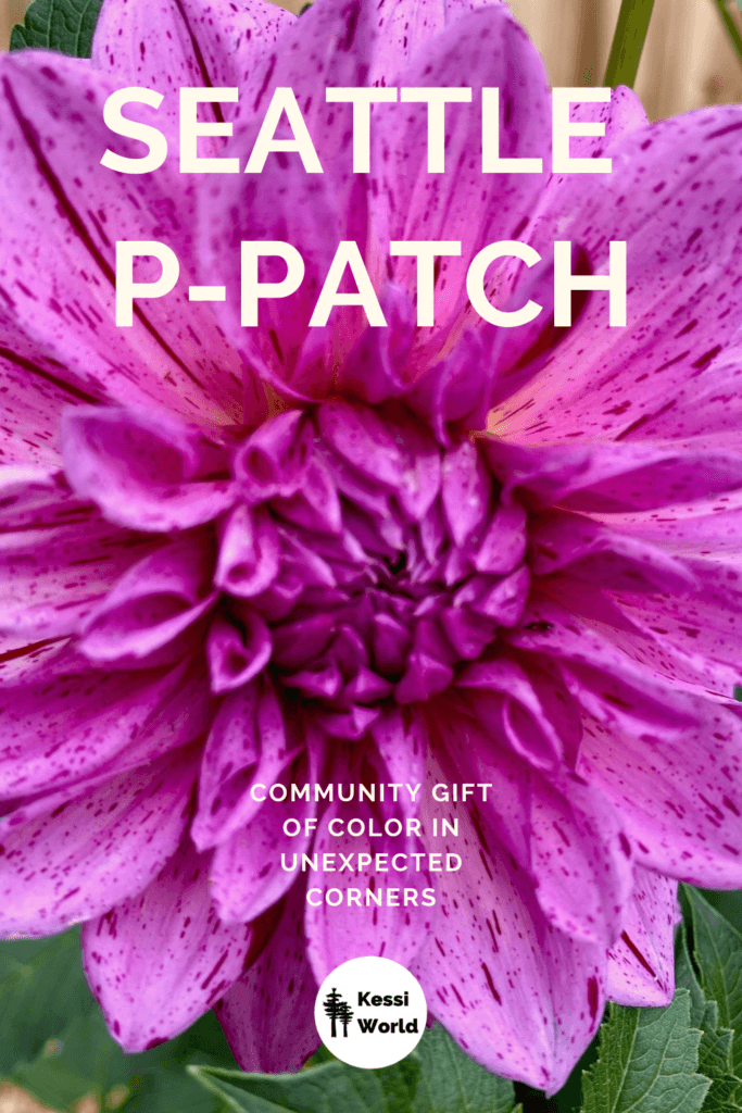 Seattle P-Patch photos - community gift of color In unexpected corners ...