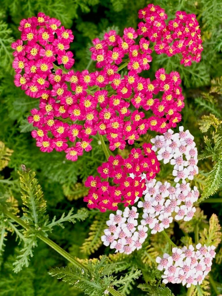 Seattle P-Patch photos - community gift of color In unexpected corners ...