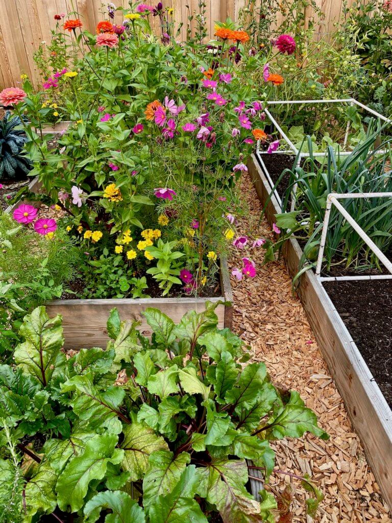 Seattle P-Patch photos - community gift of color In unexpected corners ...