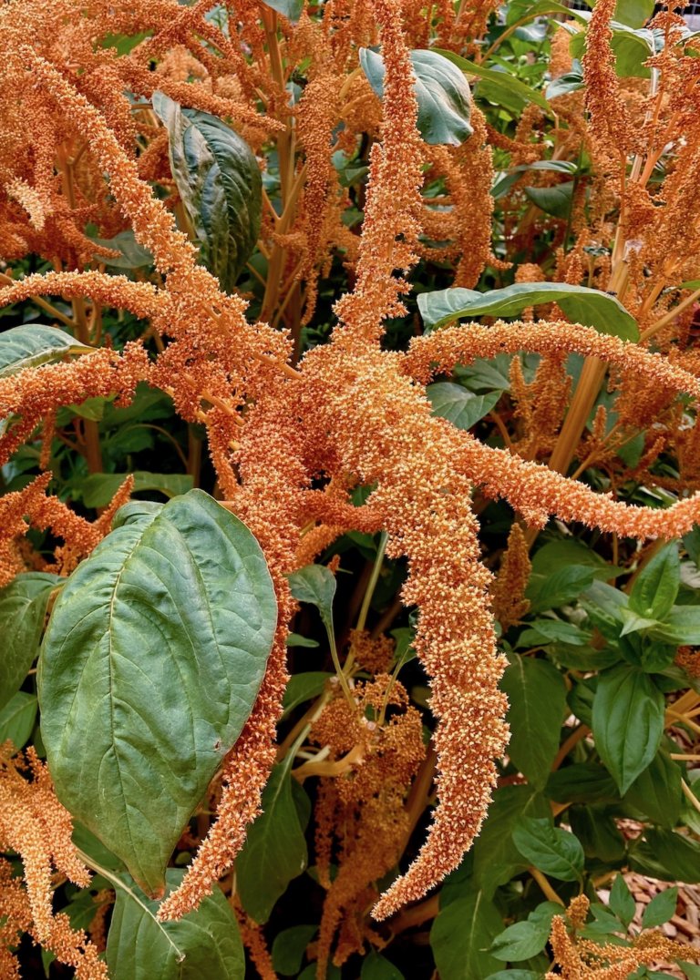 Seattle P-Patch photos - community gift of color In unexpected corners ...