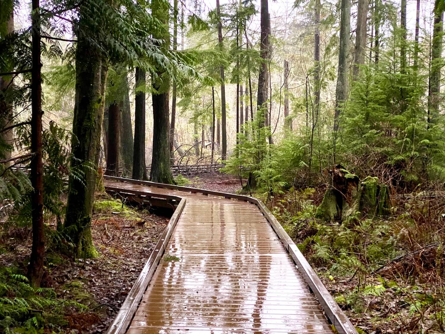 West Hylebos Wetlands Park - hidden treasure of suburban Seattle ...