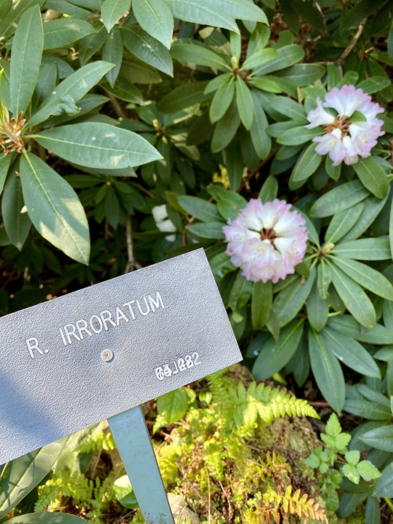 Rhododendron Species Botanical Garden - a colorful velvety hidden jewel ...
