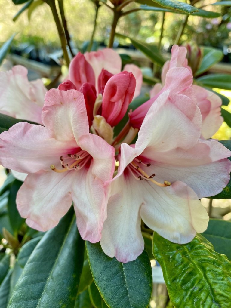 Rhododendron Species Botanical Garden - a colorful velvety hidden jewel ...