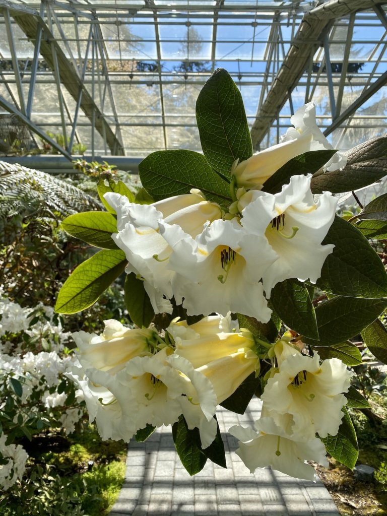 Rhododendron Species Botanical Garden - a colorful velvety hidden jewel ...