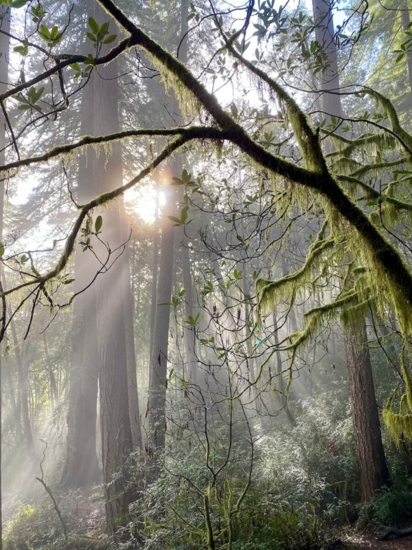 How to connect your heart to the Redwoods in Oregon - Kessi World