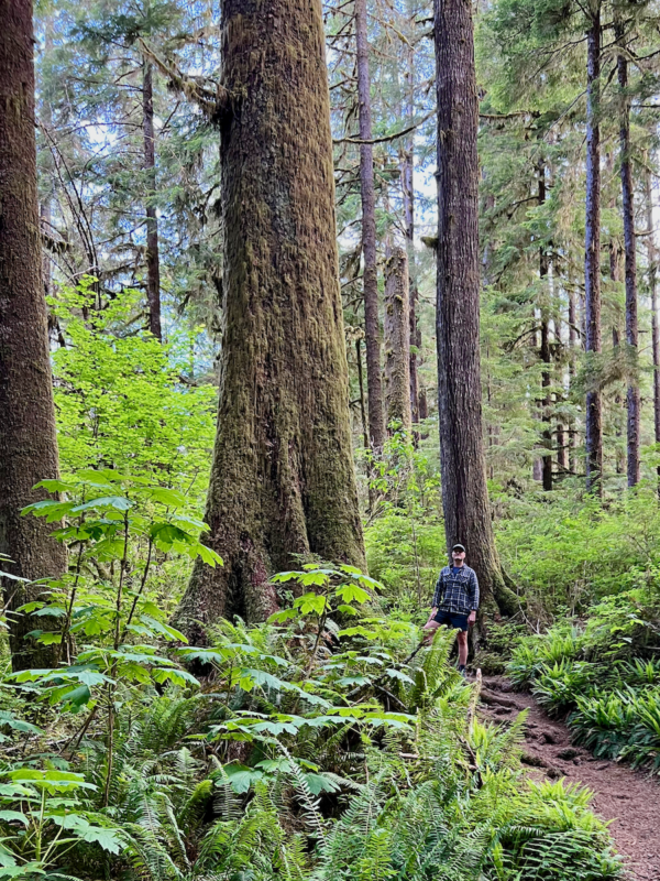 Quinault Loop Trail -- nature's magic in an Olympic Peninsula rainforest