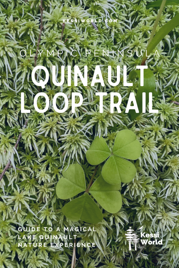 Quinault Loop Trail -- nature's magic in an Olympic Peninsula rainforest