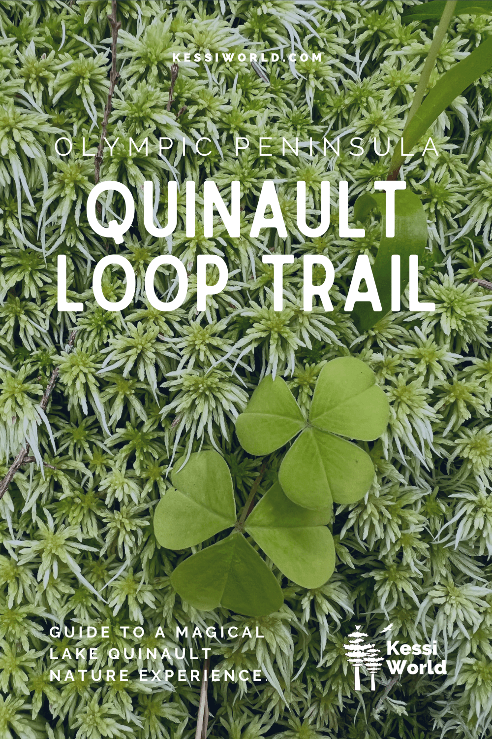 Quinault Loop Trail -- nature's magic in an Olympic Peninsula rainforest