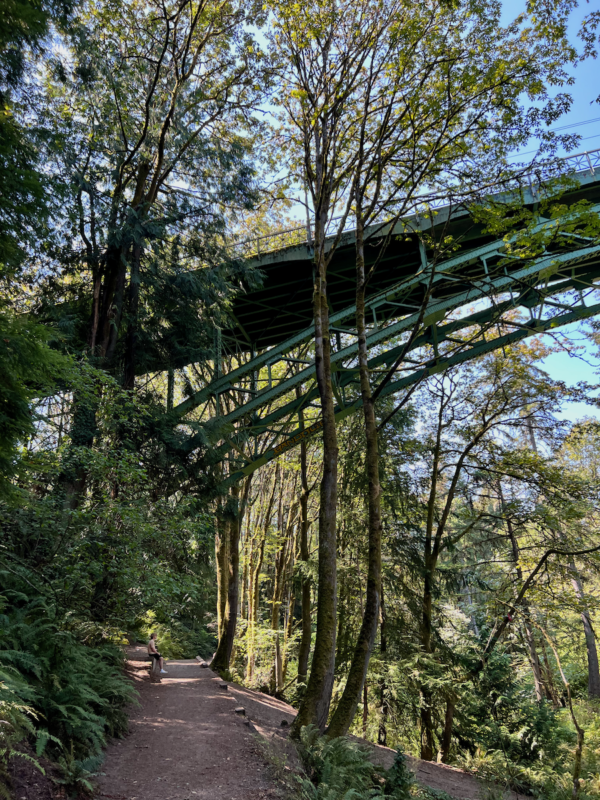 How to make a nature connection in Seattle's Ravenna Park.