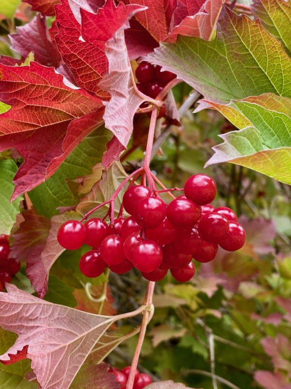 Seattle Autumn -- 5 inspiring walks to elevate your nature connection