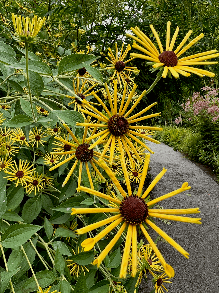 How to make a nature connection in Bellevue Botanical Garden
