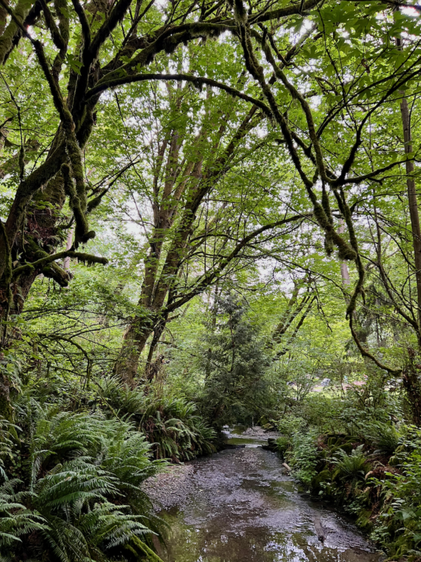 Ballard Locks Fish Ladder -- how to discover nature's magic