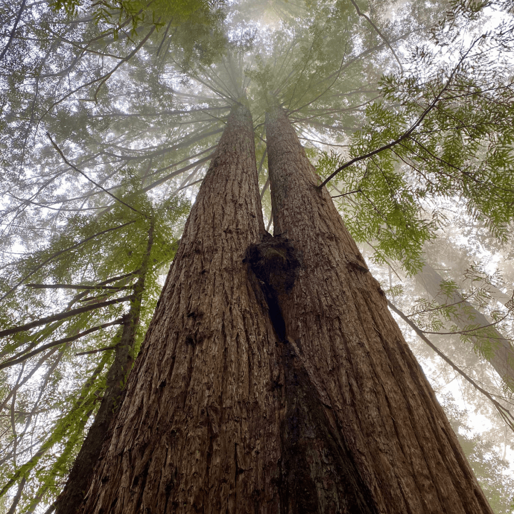 Six steps to elevate your nature connection