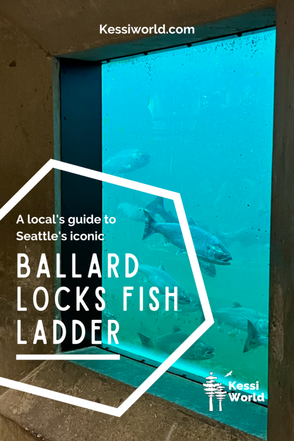 Ballard Locks Fish Ladder -- how to discover nature's magic