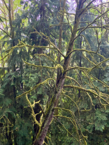 Fall in Seattle -- 25 of the best outdoor things to do