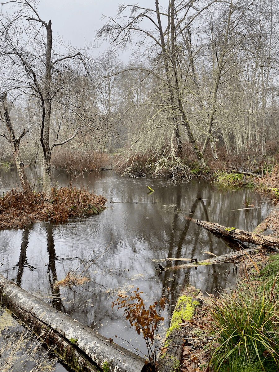 Where to enjoy Seattle forest bathing in the rain