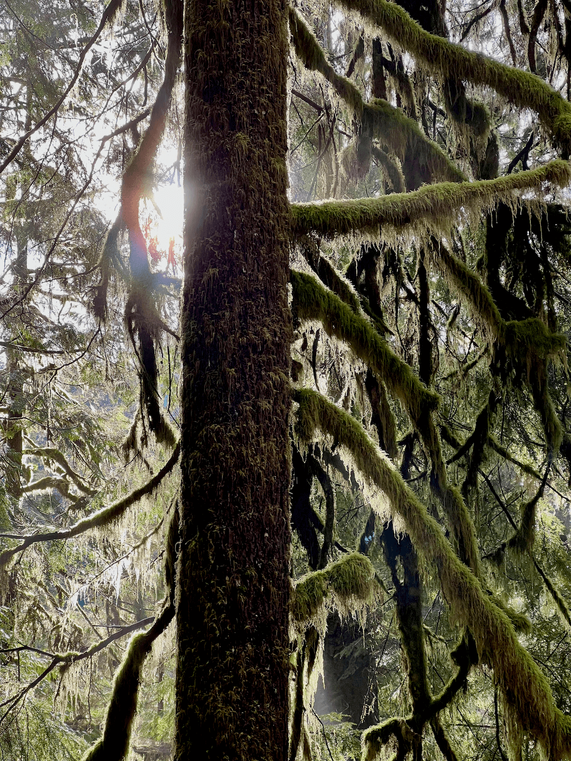Quinault Loop Trail -- nature's magic in an Olympic Peninsula rainforest