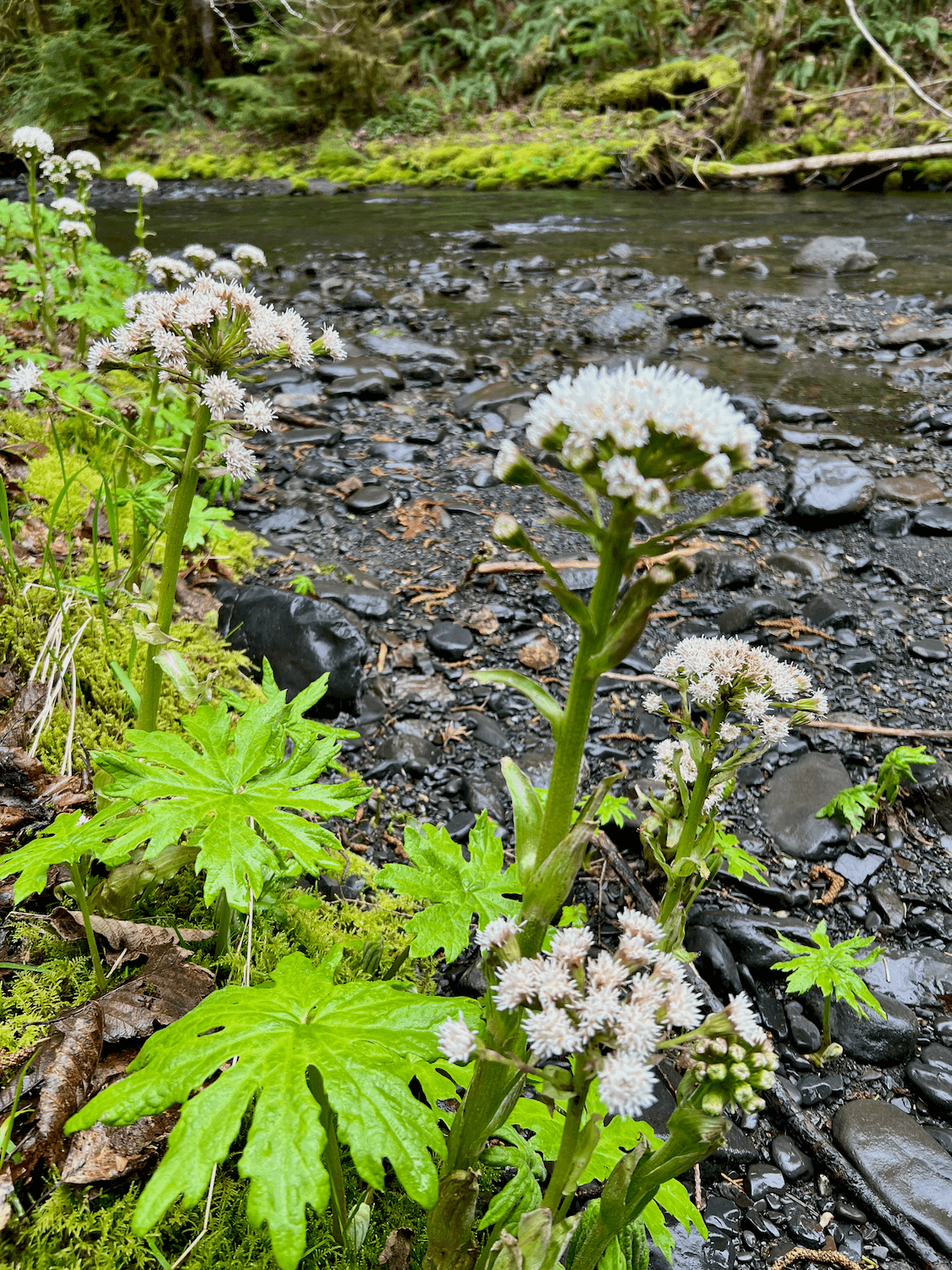 Forest Bathing for Beginners