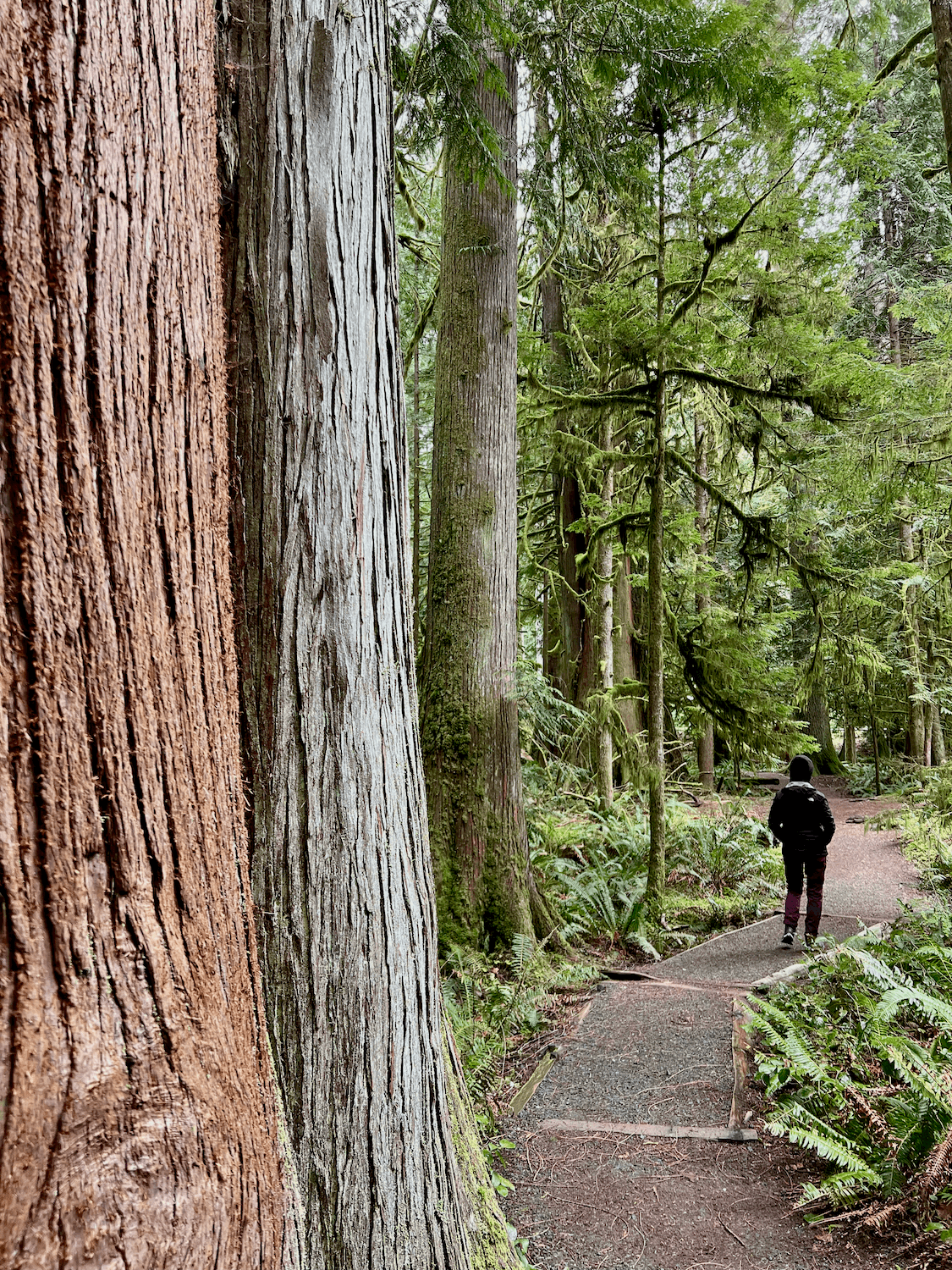 Forest Bathing for Beginners