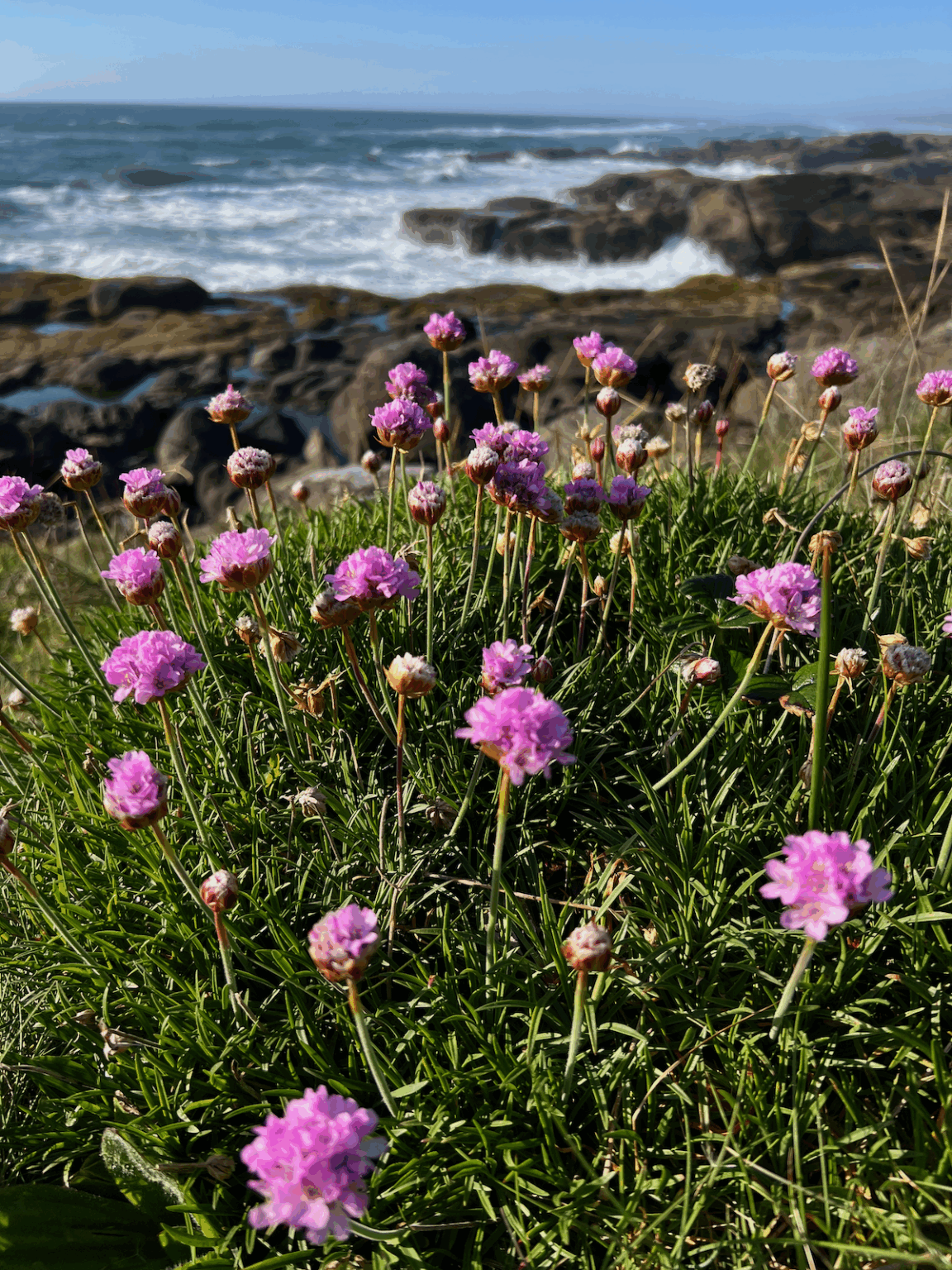 The best things to do in Yachats Oregon